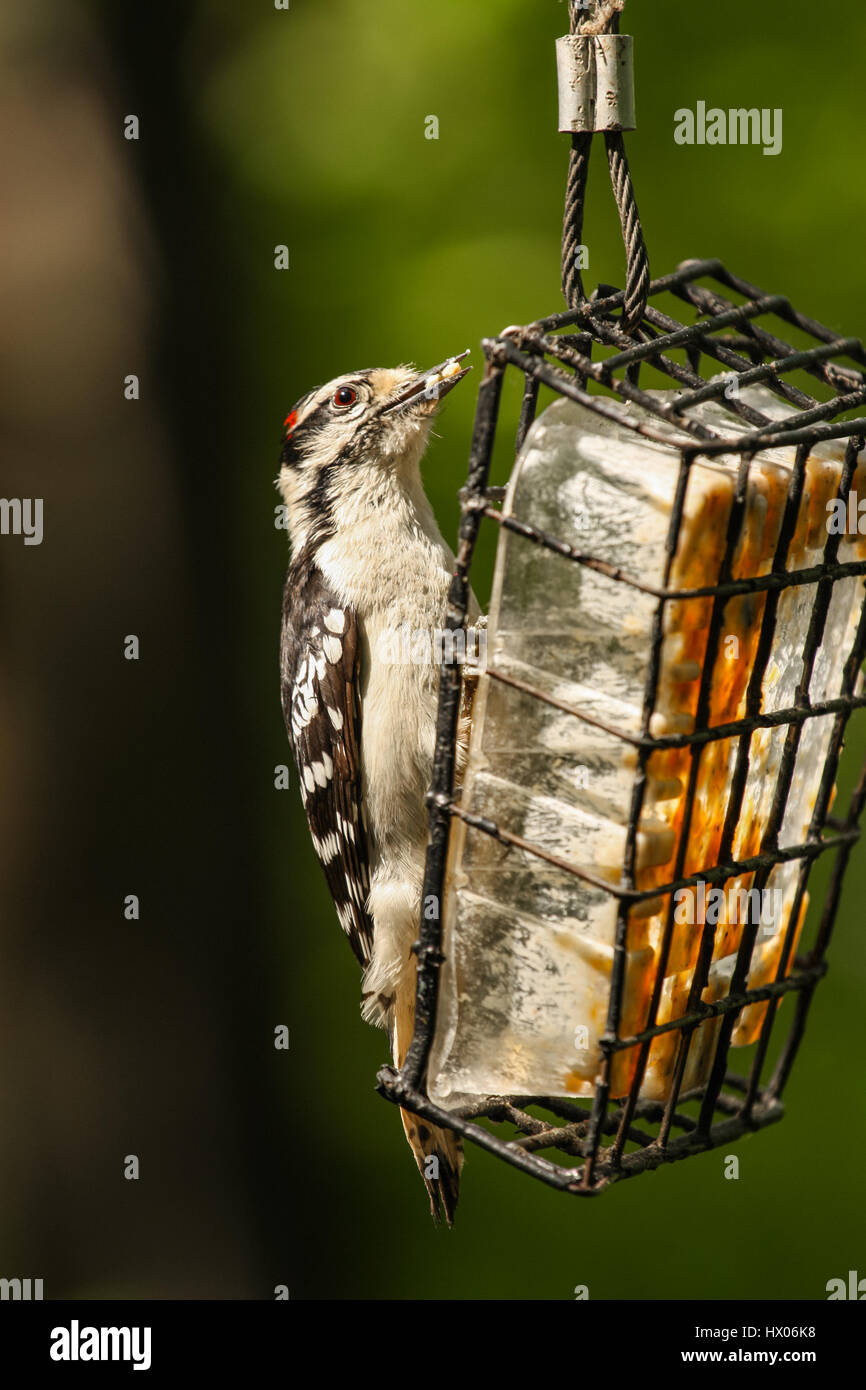 Woody woodpeckers hi-res stock photography and images - Alamy
