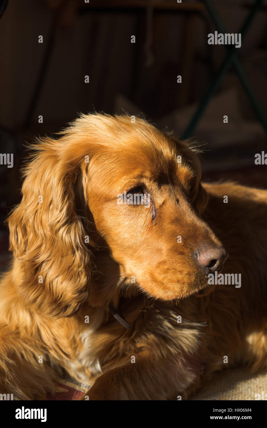 English cocker spaniel side hi-res stock photography and images - Alamy