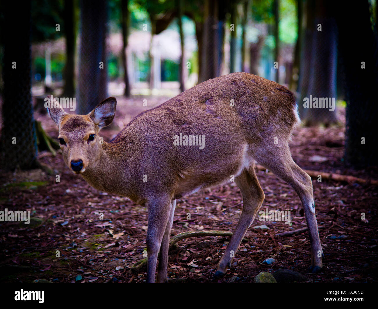 Tame sika deer hi-res stock photography and images - Alamy