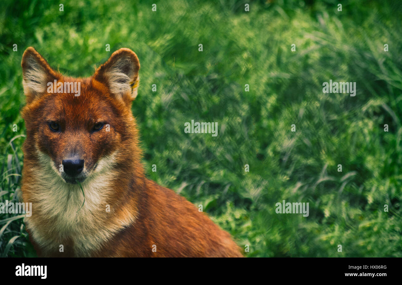 fox staring at camera Stock Photo - Alamy