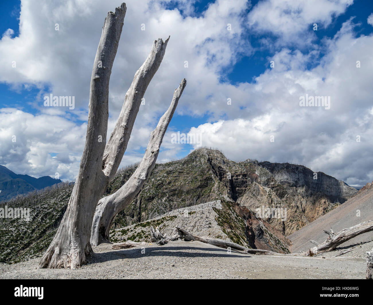 Ash covered slopes of the volcano Chaiten, dead trees of the eruption ...