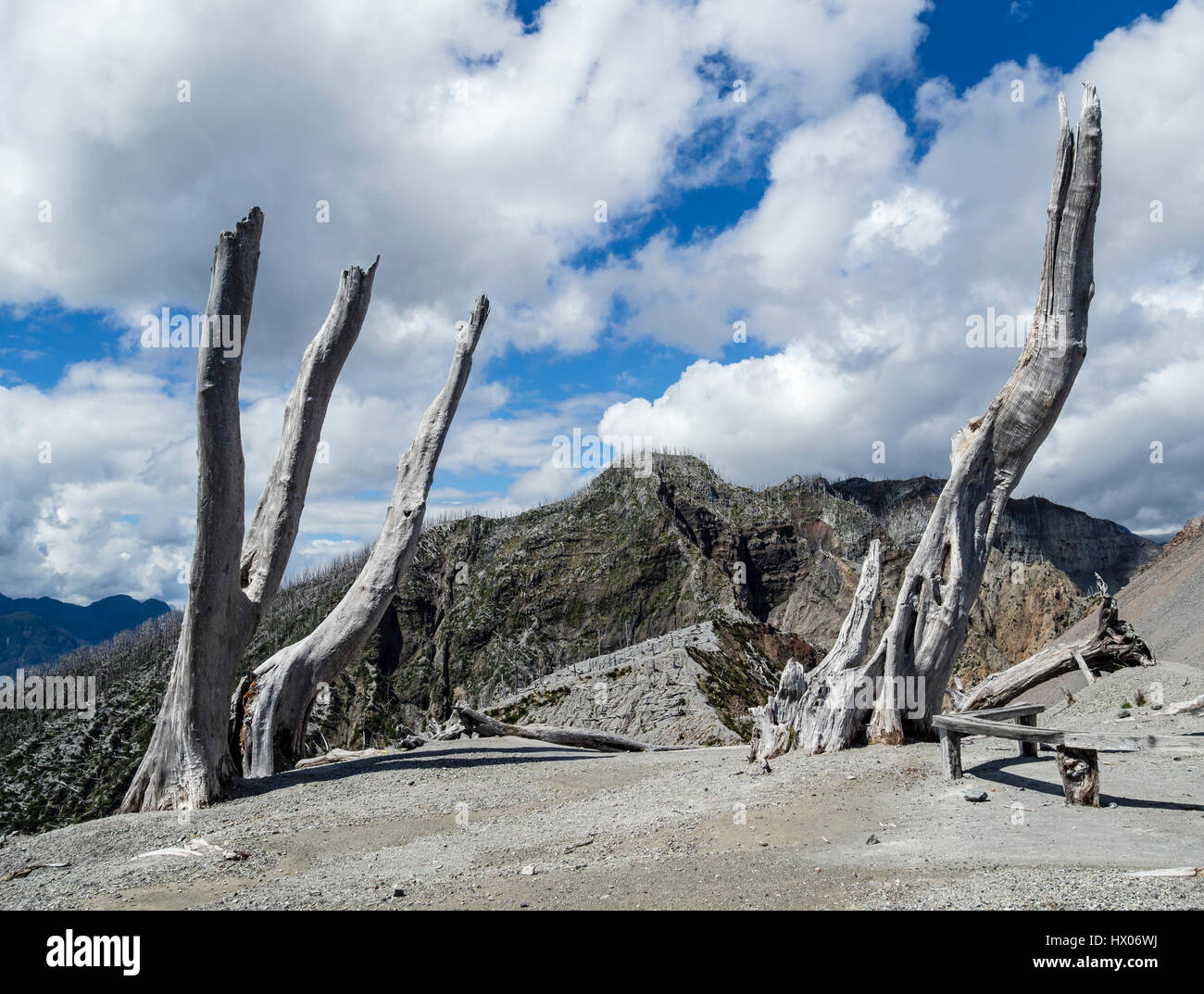Ash covered slopes of the volcano Chaiten, dead trees of the eruption ...