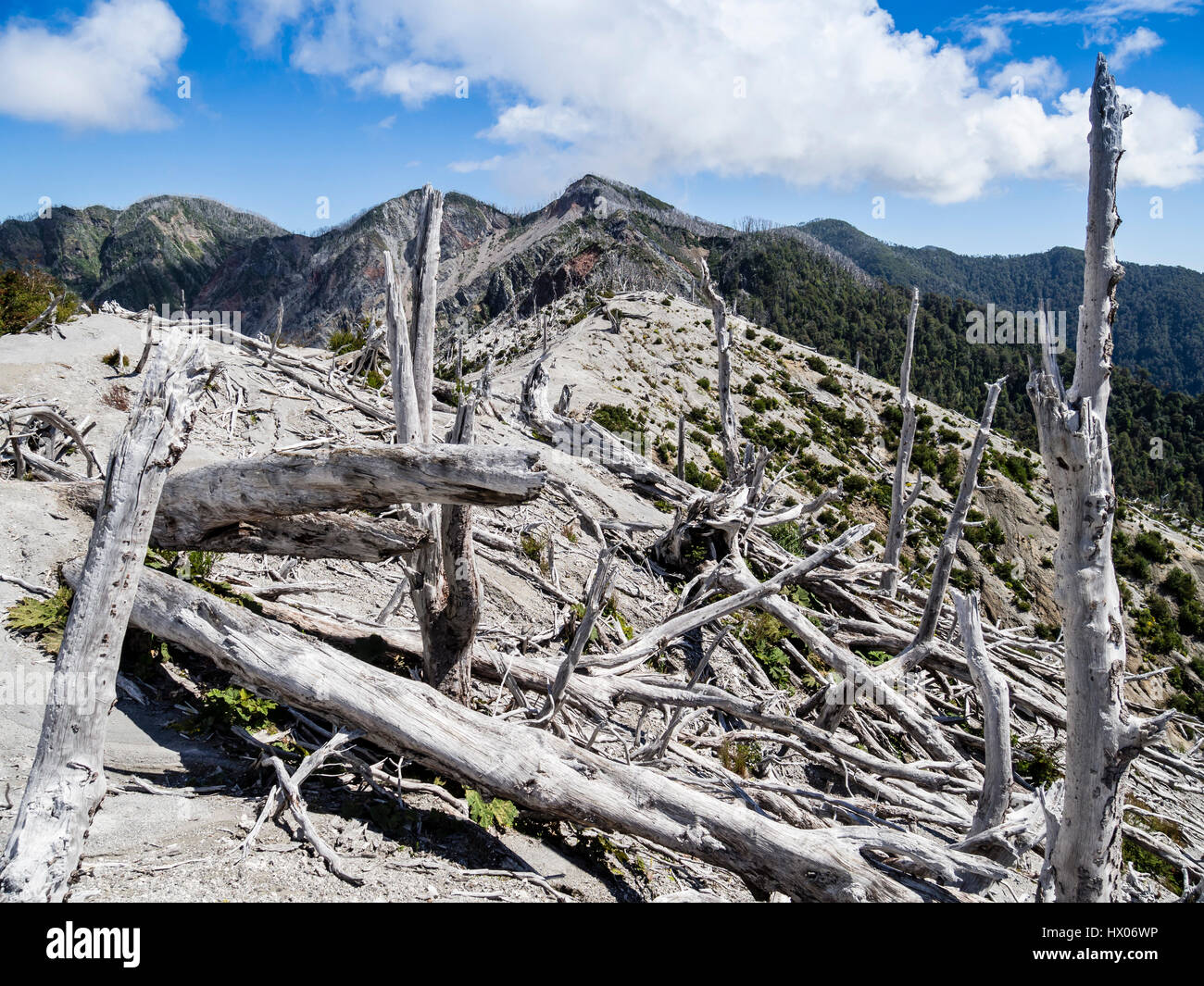 Ash covered slopes of the volcano Chaiten, dead trees of the eruption ...