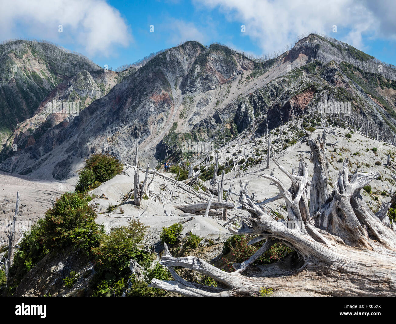 Ash covered slopes of the volcano Chaiten, dead trees of the eruption ...