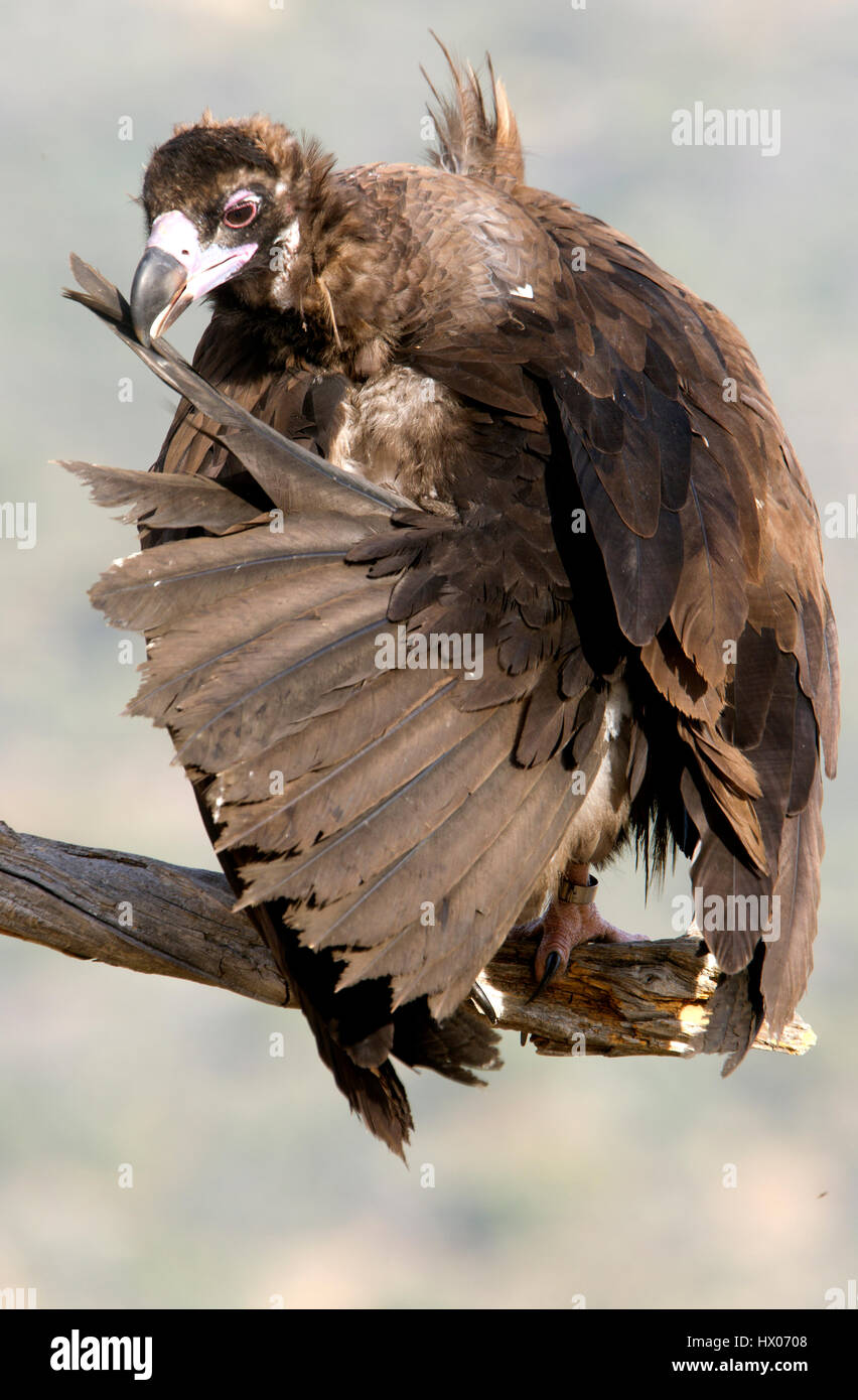 Monk vultures aegypius monachus hi-res stock photography and images - Alamy