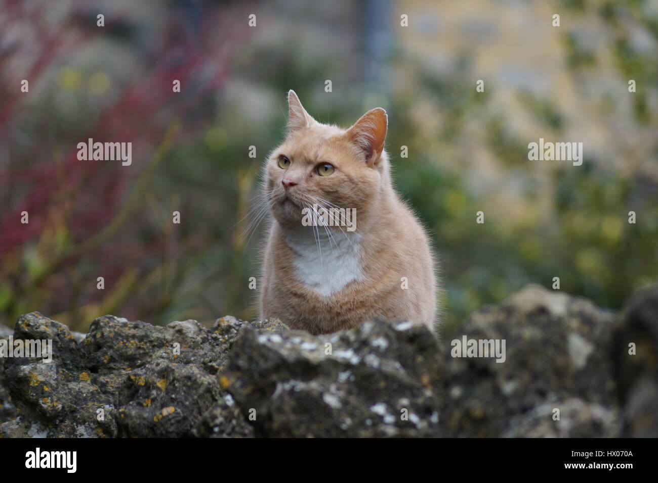 Domestic Ginger Cat on Wall Stock Photo - Alamy