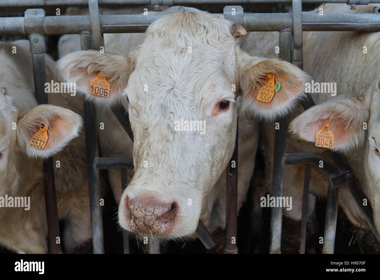 Charlois cow hi-res stock photography and images - Alamy