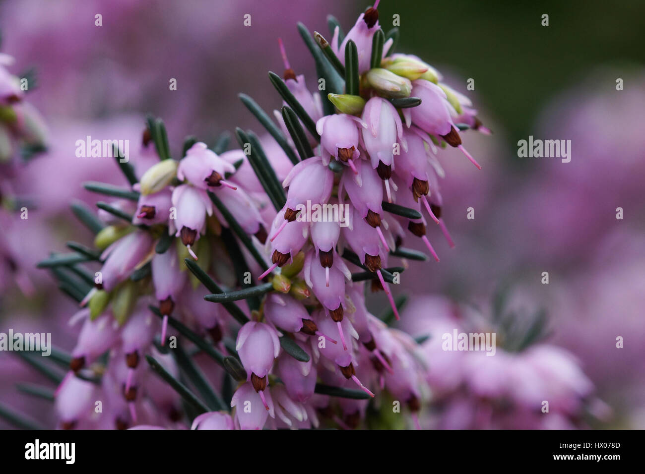Ling, Calluna vulgaris, flowers of the gardens Stock Photo - Alamy