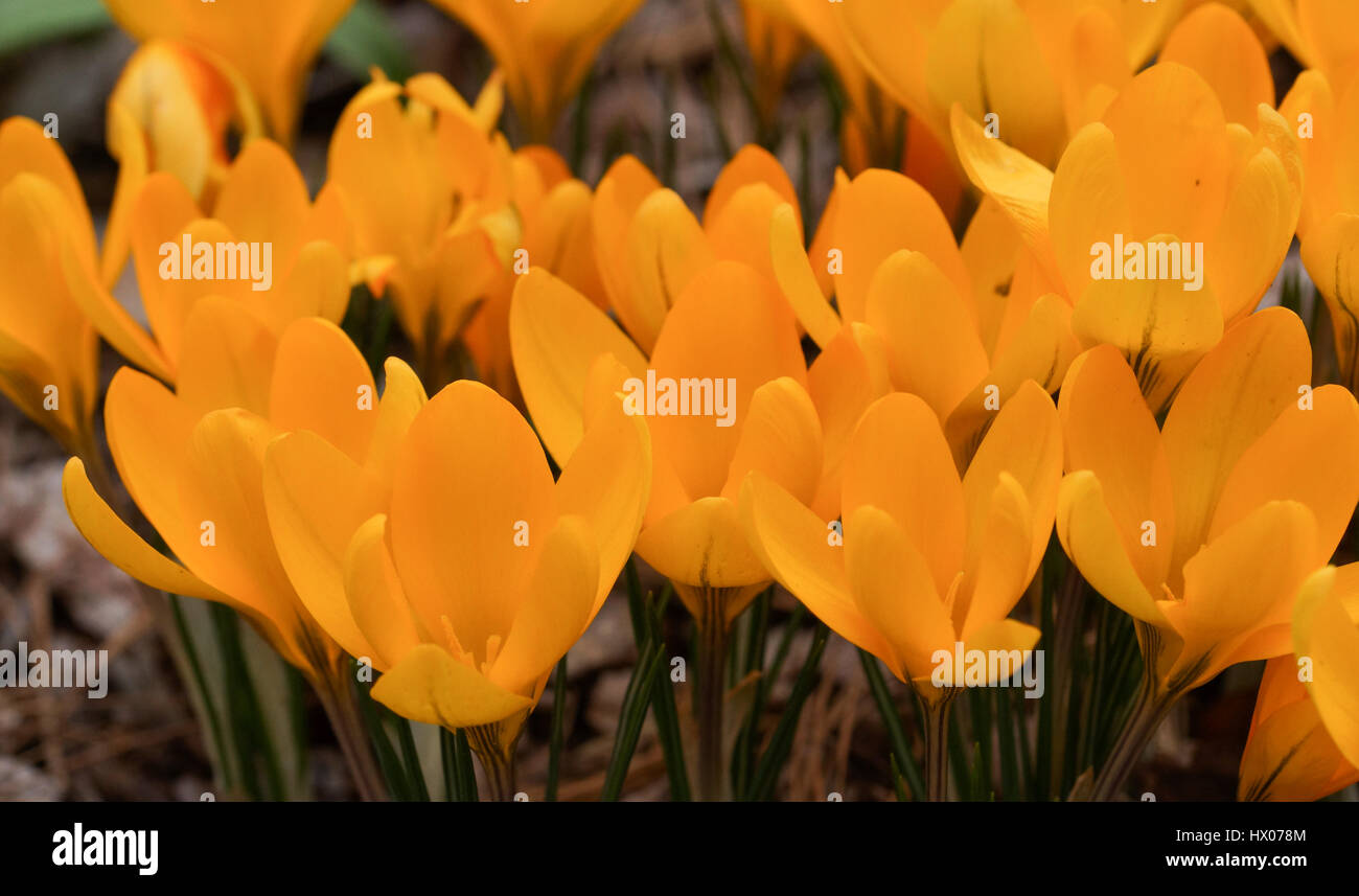 Crocus, flowers of the spring Stock Photo - Alamy