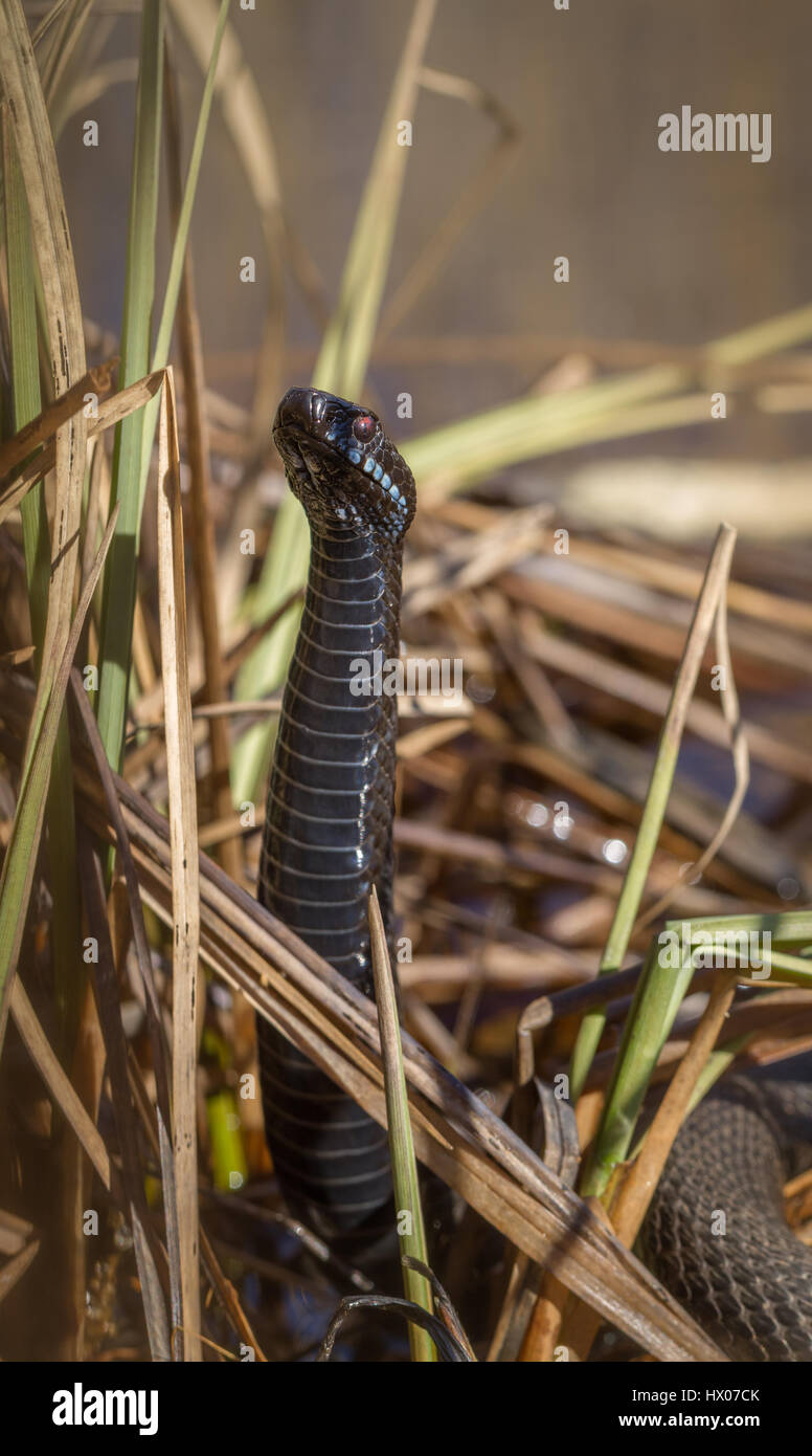 Dark colored European Adder, Vipera berus, standing with high lifted ...