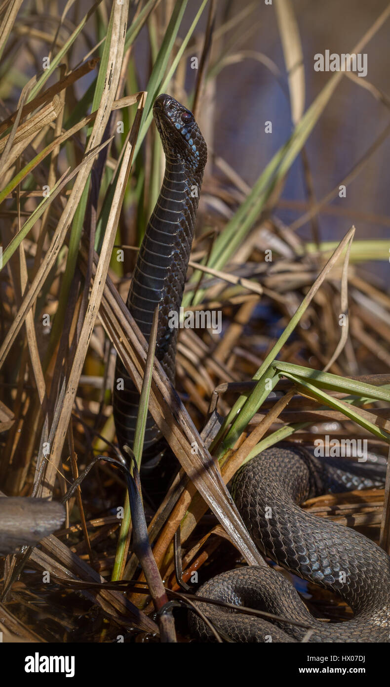 Dark colored European Adder, Vipera berus, standing with high lifted ...