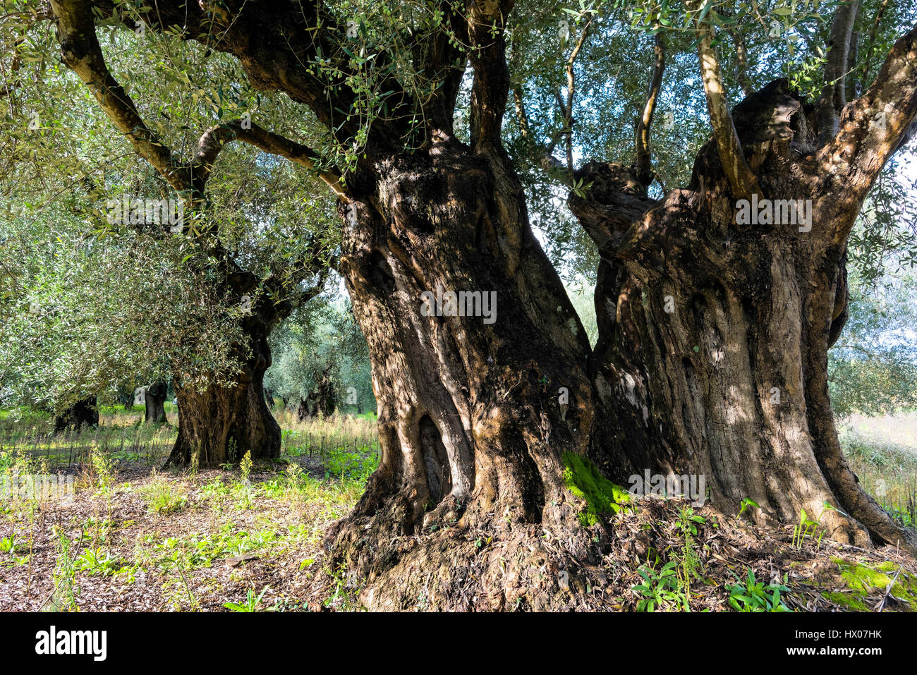 Olive grove old tree greece hi-res stock photography and images - Alamy