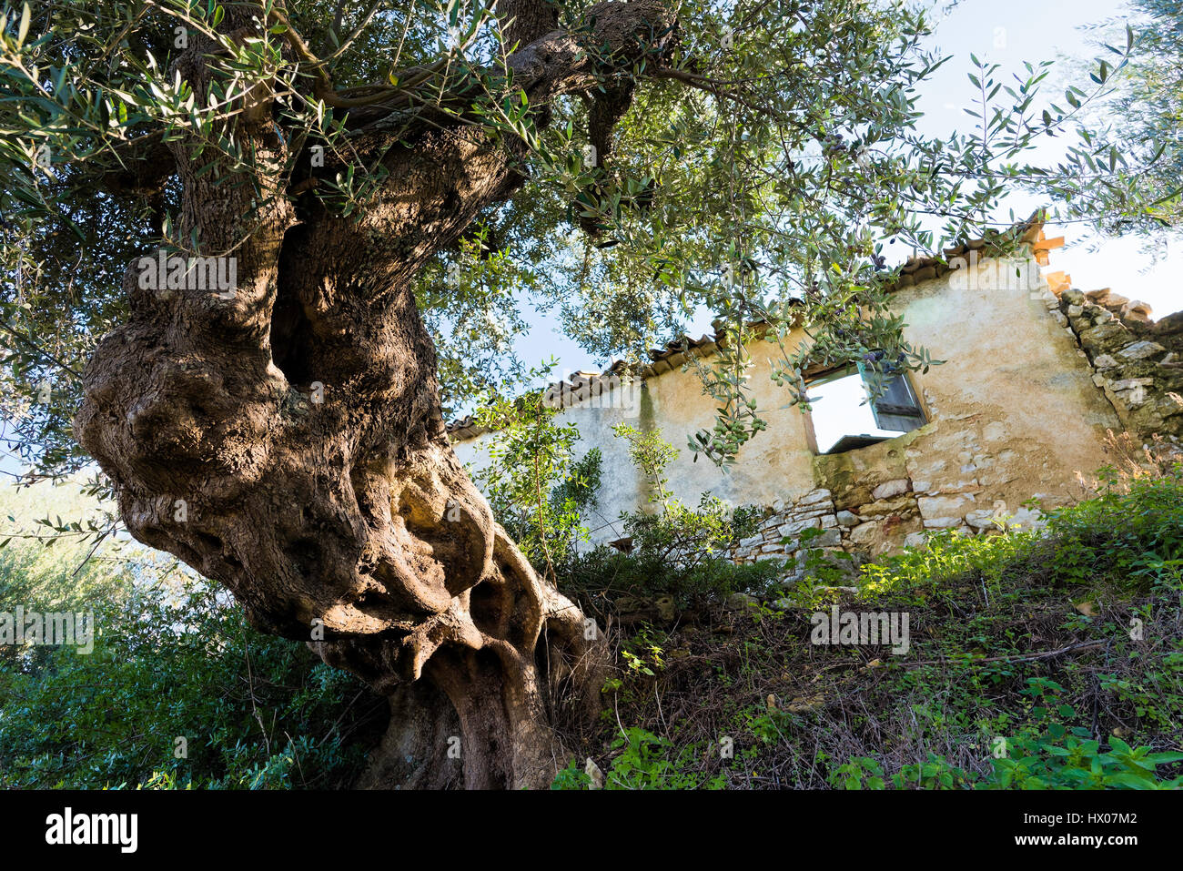 Olive tree old greece hi-res stock photography and images - Alamy