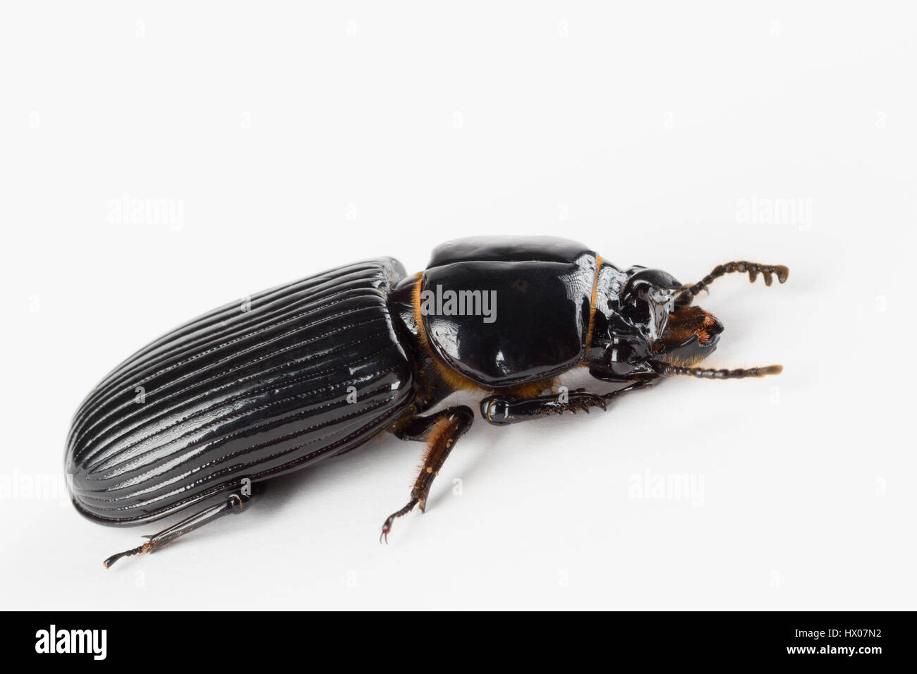 Close up of shiny black horned scarab beetle with golden orange hairs ...