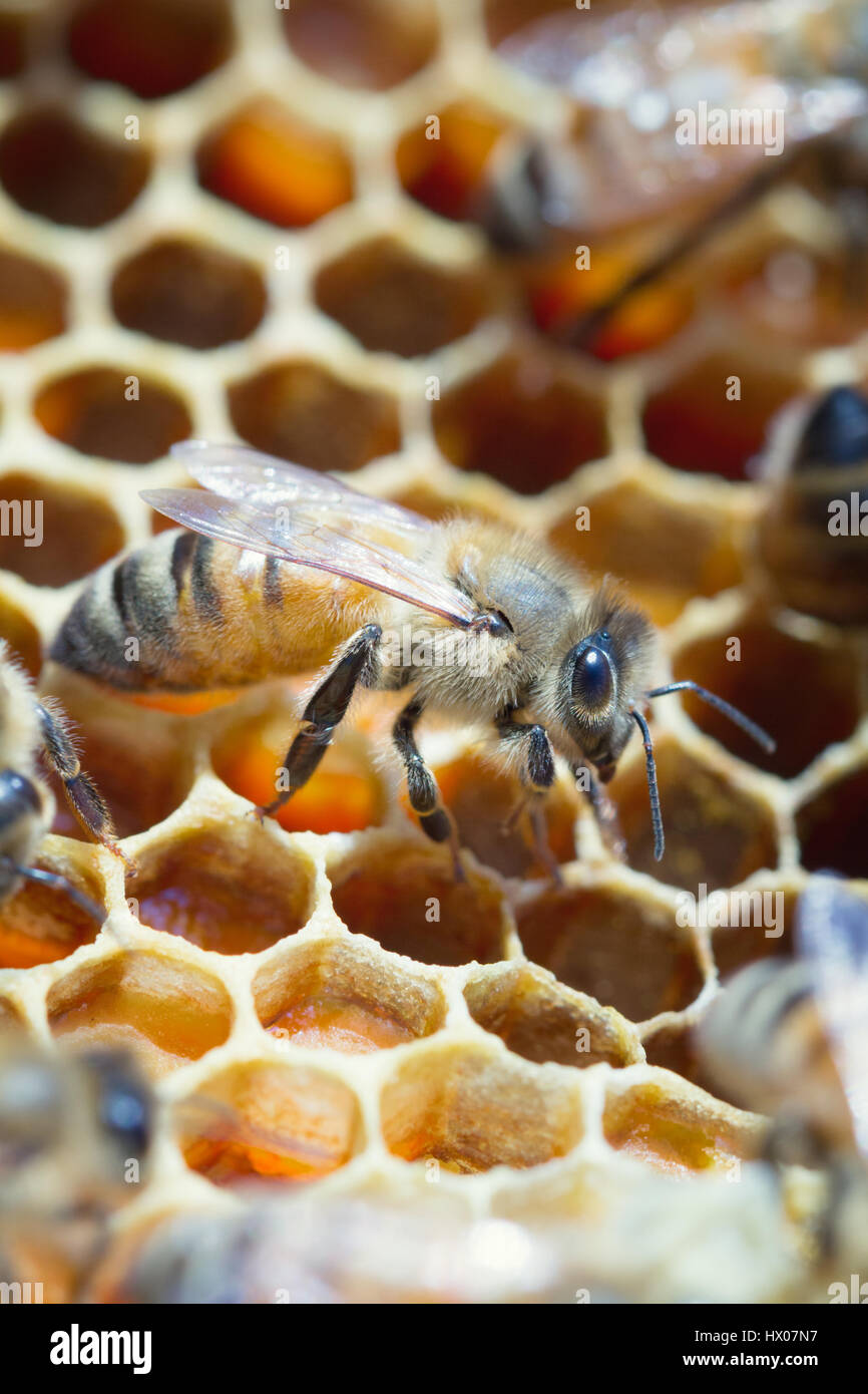 Beehive on legs hi-res stock photography and images - Alamy