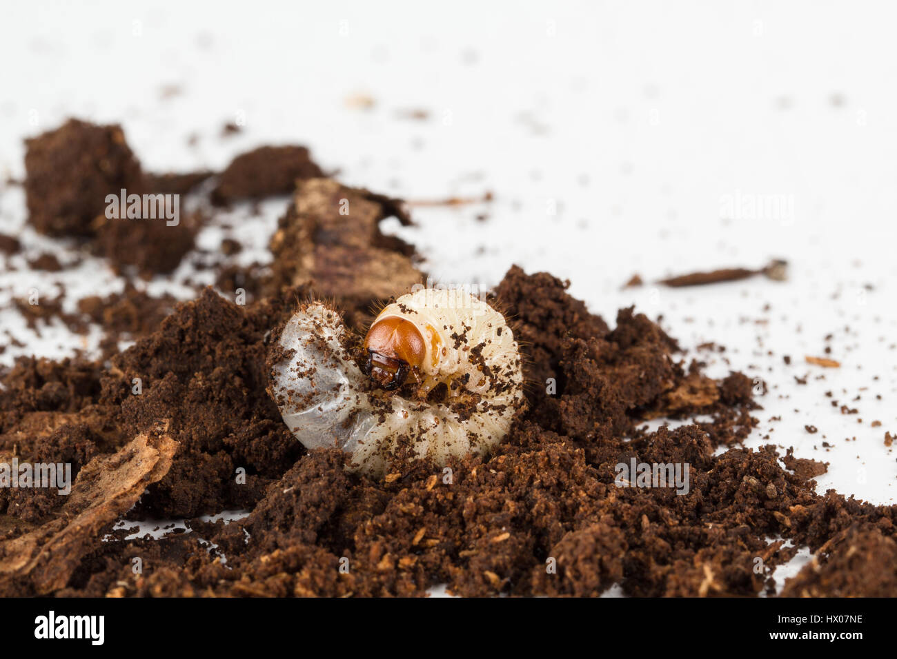 Larva of black horned scarab beetle in rotted organic matter, with copy ...