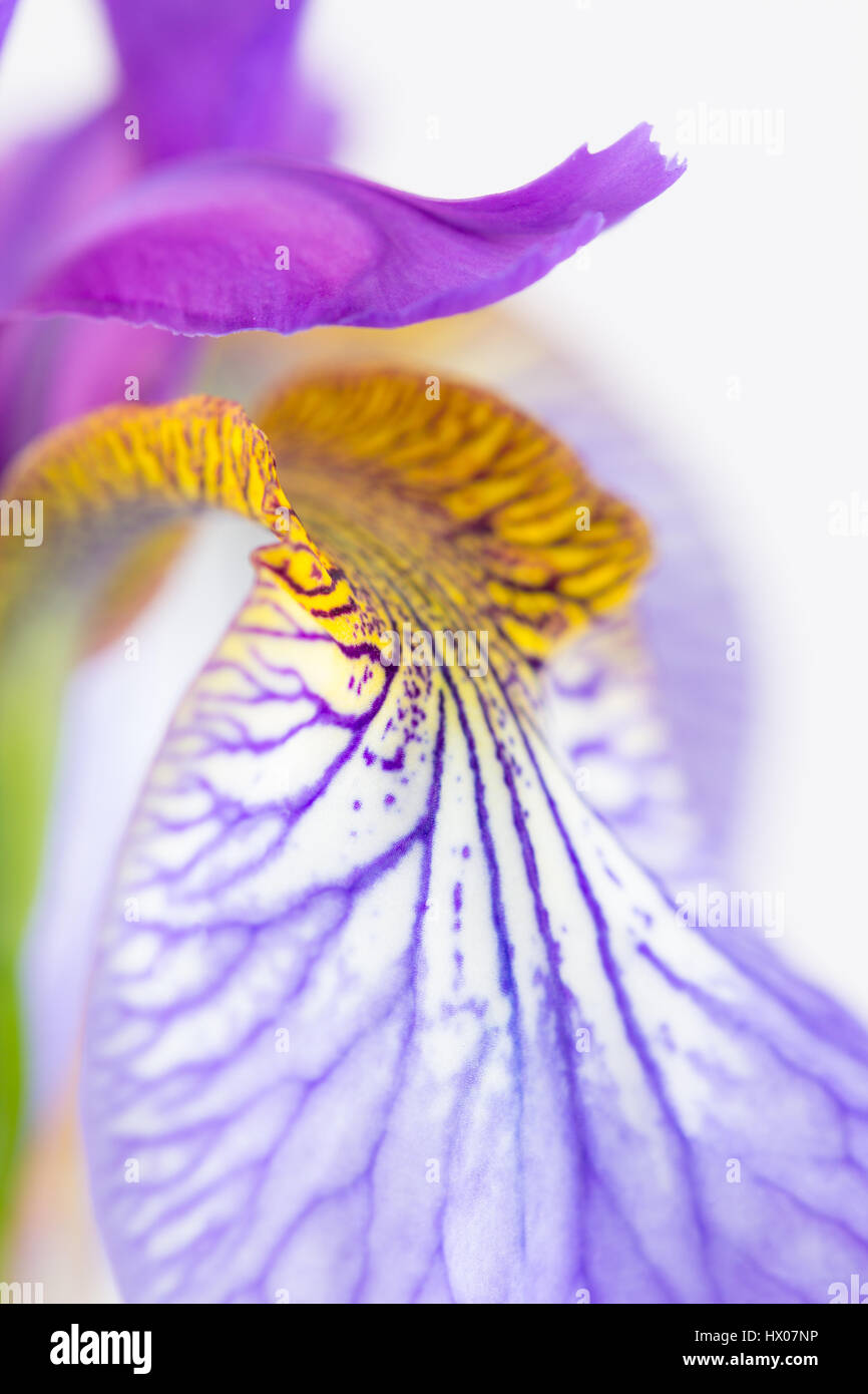 Close up of mauve and yellow siberian iris flower, showing vein details ...