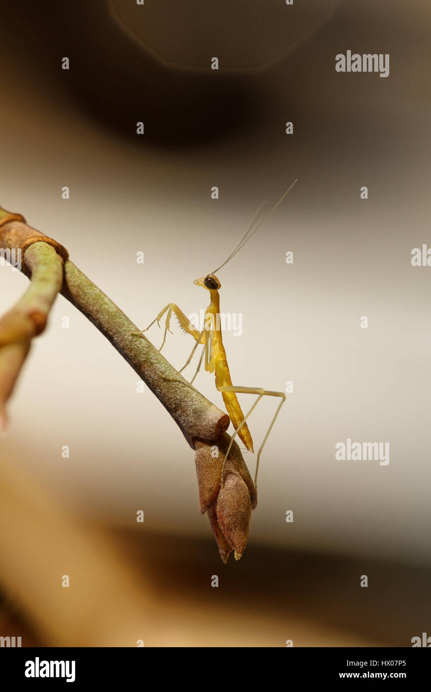 Golden mantis hi-res stock photography and images - Alamy