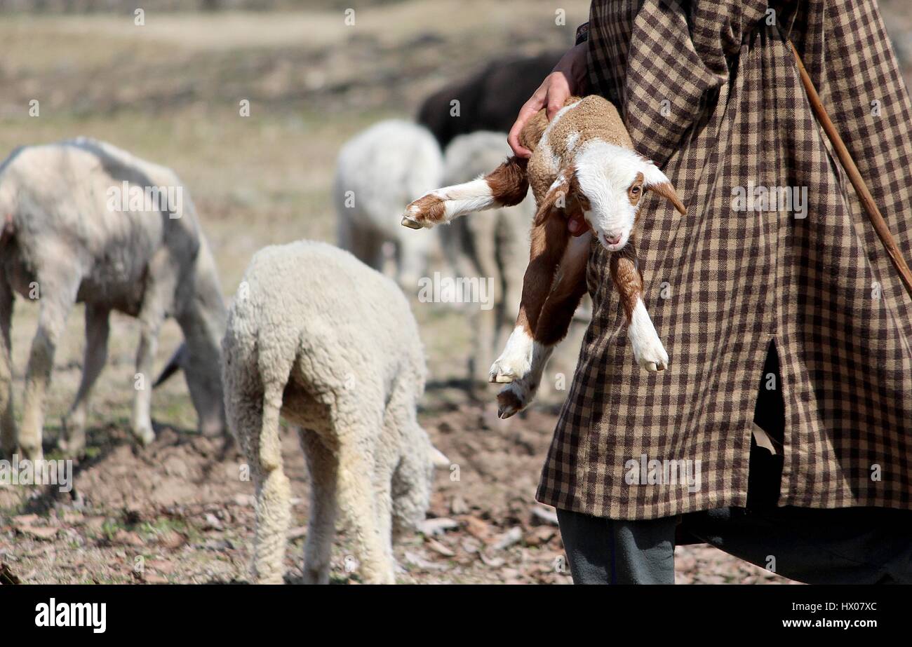Nagbal flock hi-res stock photography and images - Alamy