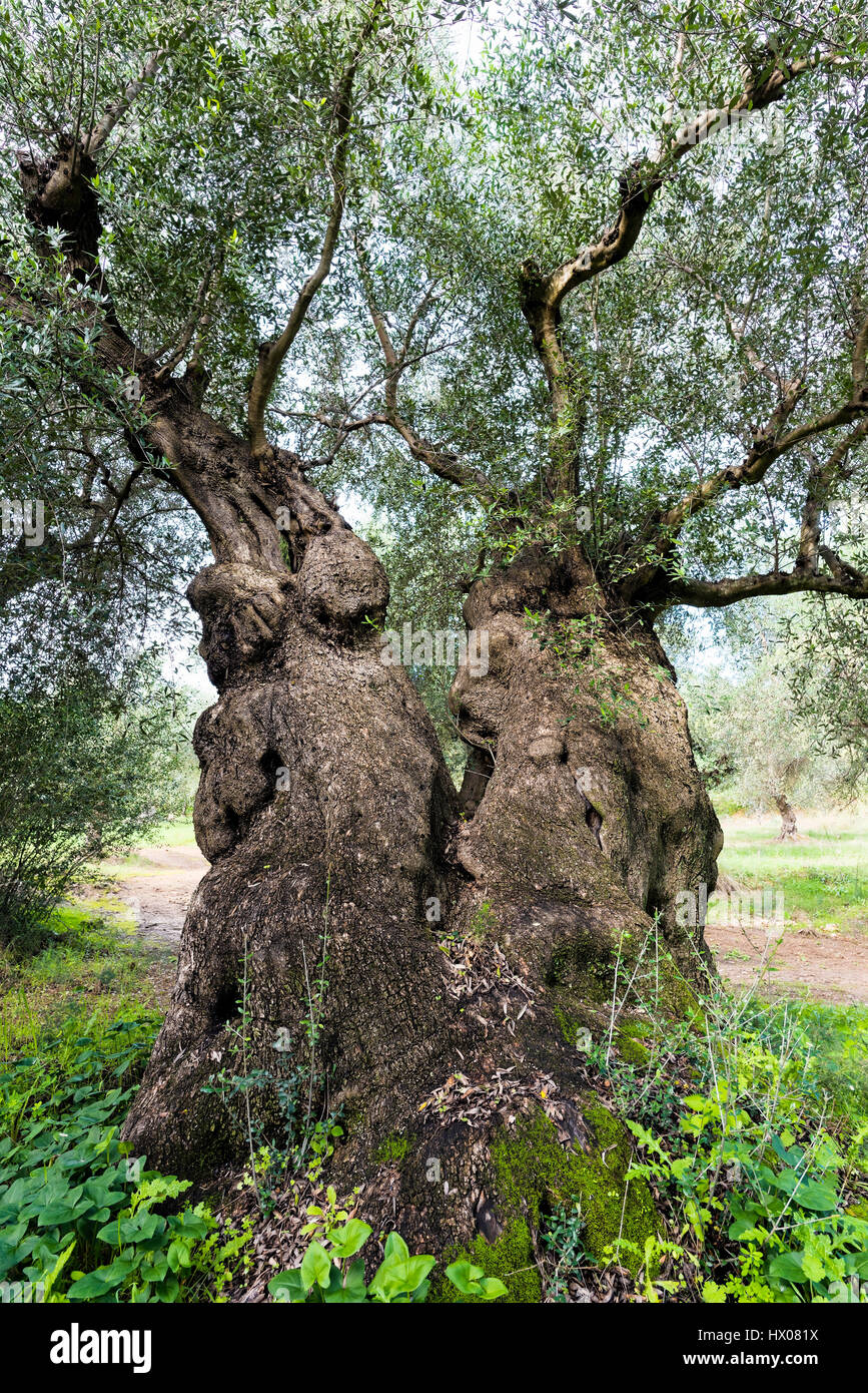 Trunk of old olive tree in Peloponnese, Greece Stock Photo - Alamy