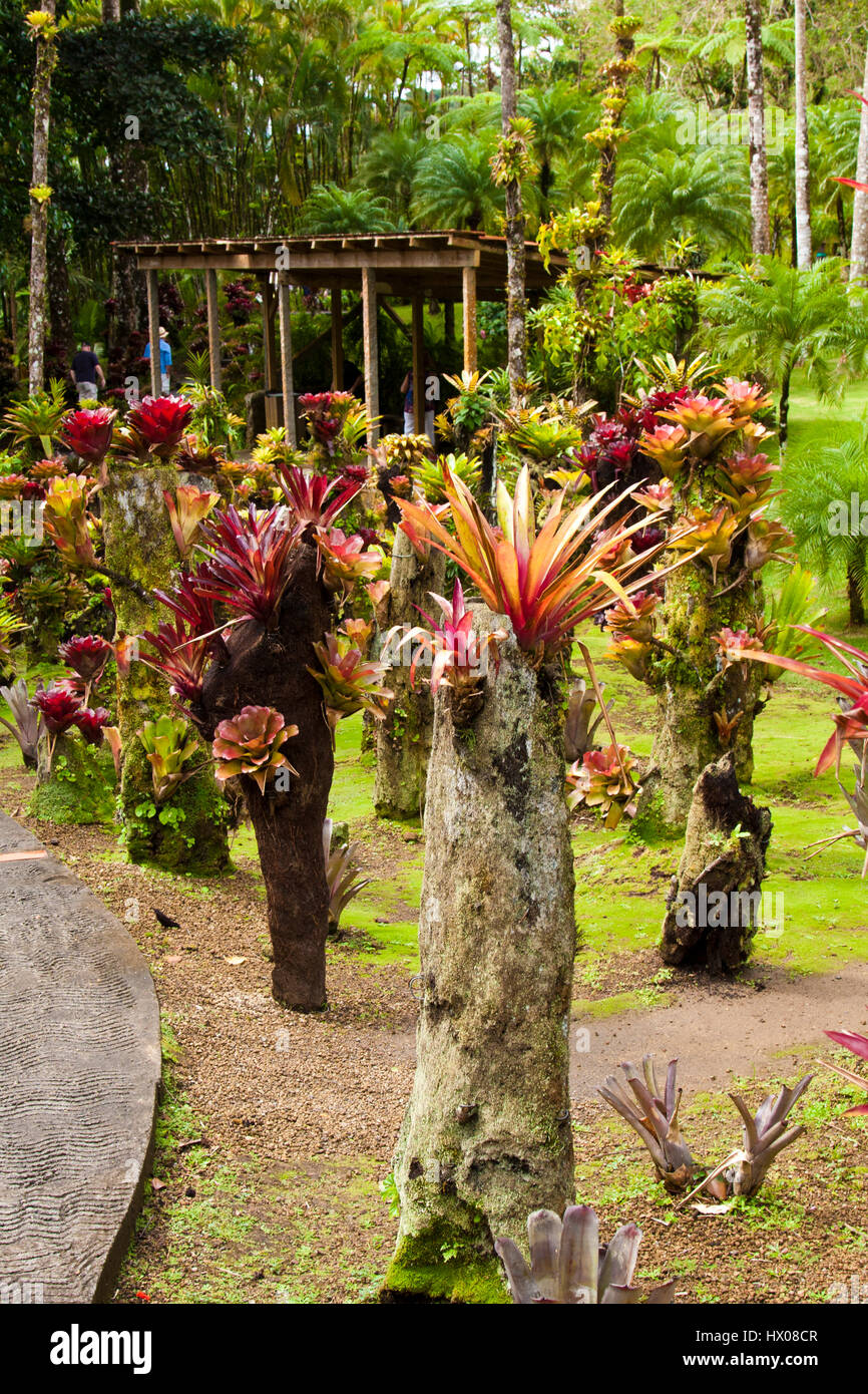 Balata botanical gardens hi-res stock photography and images - Alamy