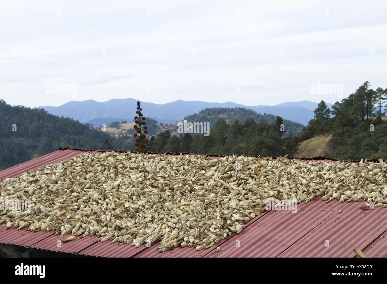 Rooftop corn drying hi-res stock photography and images - Alamy