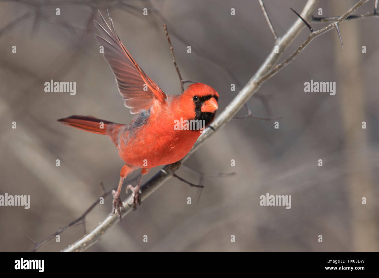 Northern Cardinal in winter Stock Photo - Alamy