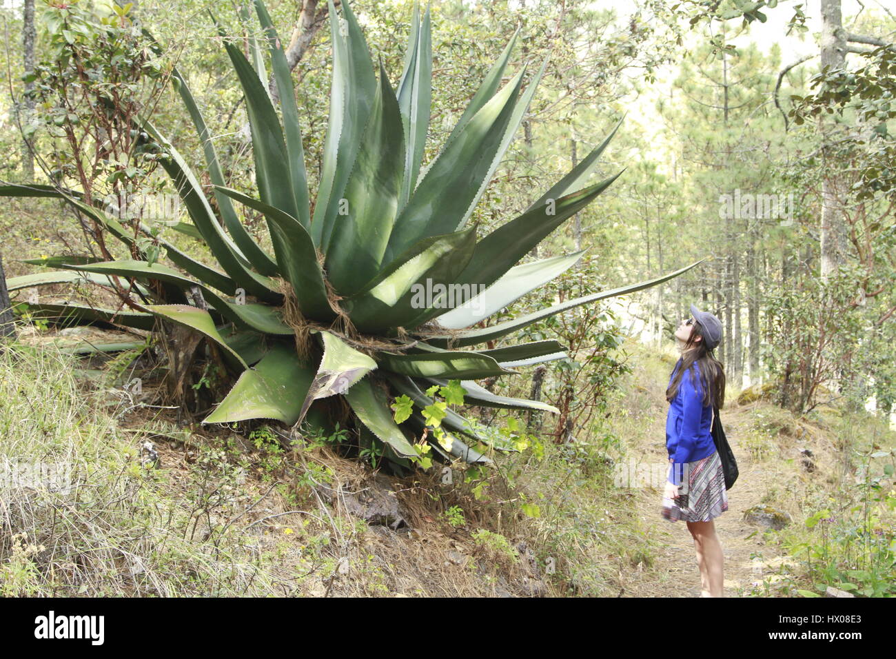 Maguey plant hi-res stock photography and images - Alamy