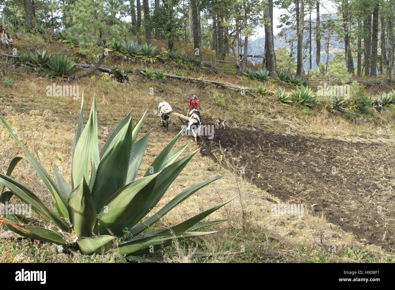 Plowing corn fields with Oxen in the Sierra Norte, Oaxaca, Mexico Stock ...