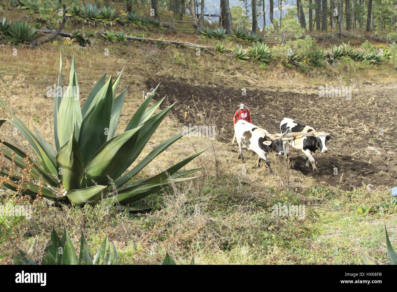 Plowing corn fields with Oxen in the Sierra Norte, Oaxaca, Mexico Stock ...