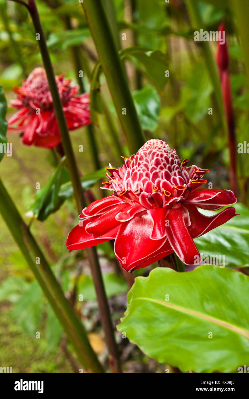 Fort de france botanical gardens hi-res stock photography and images ...