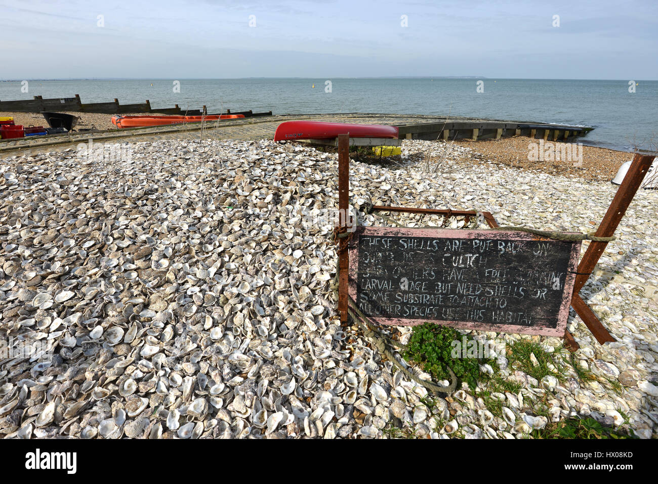 Oyster shells outside Whistable Oyster factory, Kent, ready to be ...