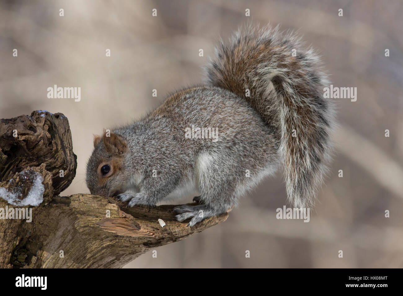 Grey squirrel branch running hi-res stock photography and images - Alamy