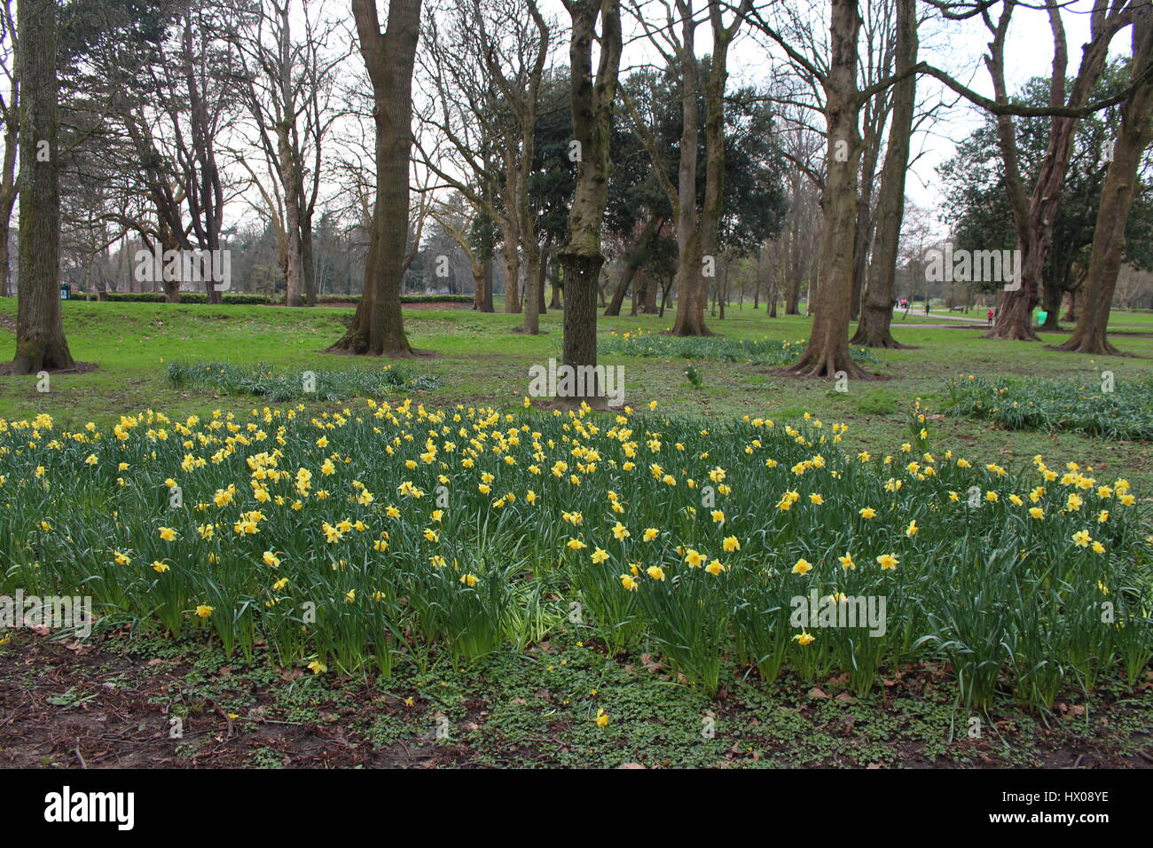 Daffodils bloom in Cardiff's Bute park in time for Spring Stock Photo ...