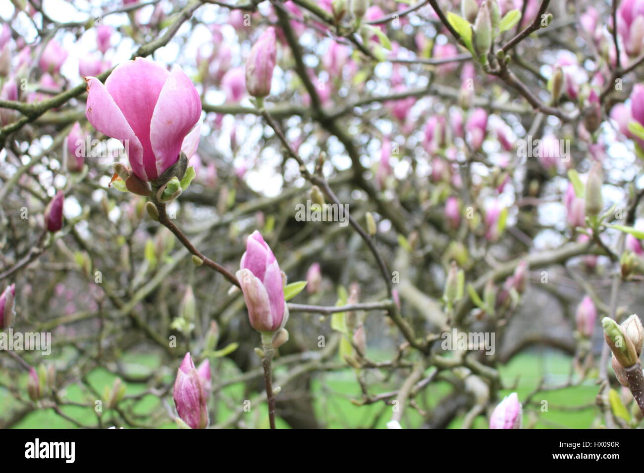 A tree blooms in Bute Park Cardiff at the beginning of Spring Stock ...