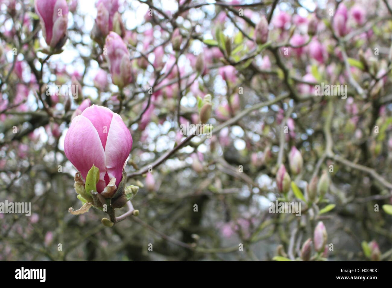 A tree blooms in Bute Park Cardiff at the beginning of Spring Stock ...