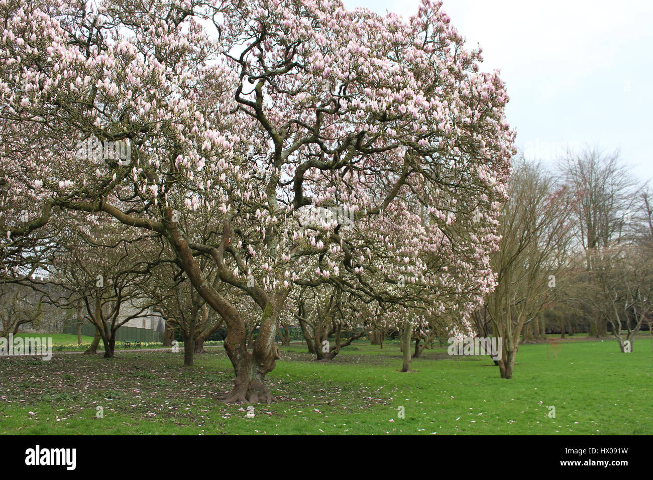 A tree blooms in Bute Park Cardiff at the beginning of Spring Stock ...