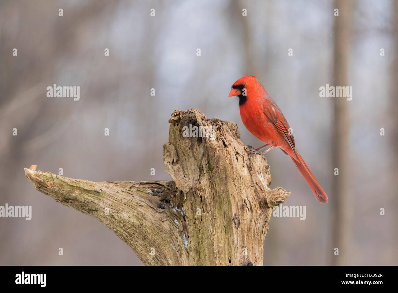 Northern Cardinal in winter Stock Photo - Alamy