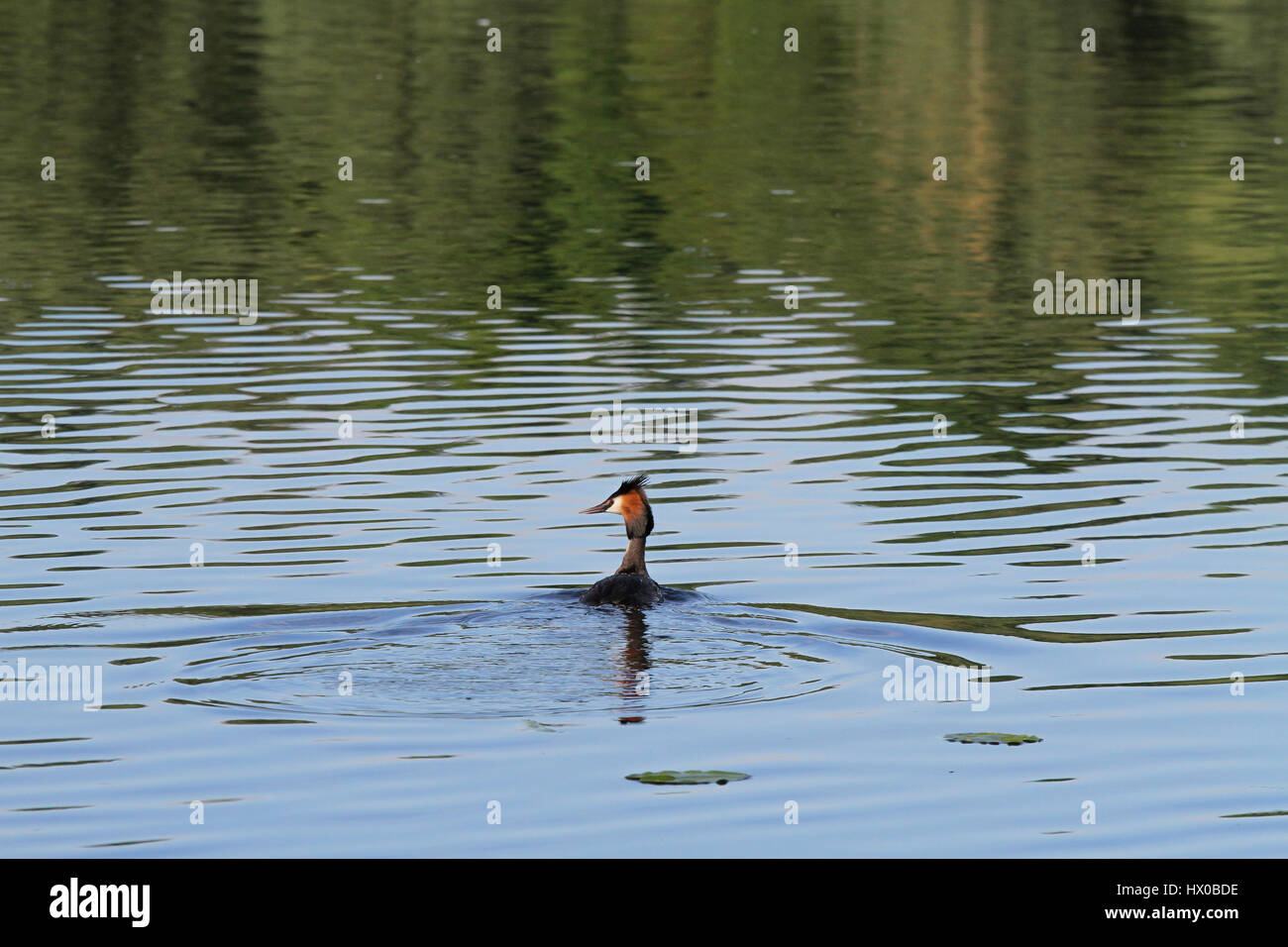 Uk freshwater diving bird hi-res stock photography and images - Alamy