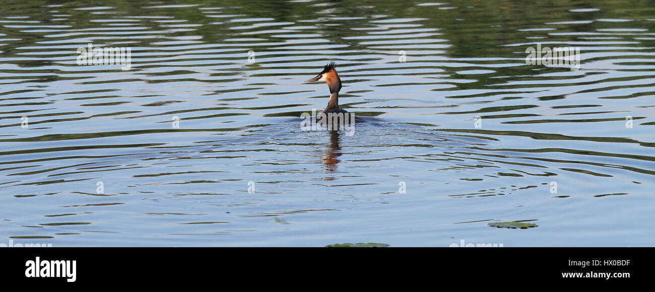 Uk freshwater diving bird hi-res stock photography and images - Alamy