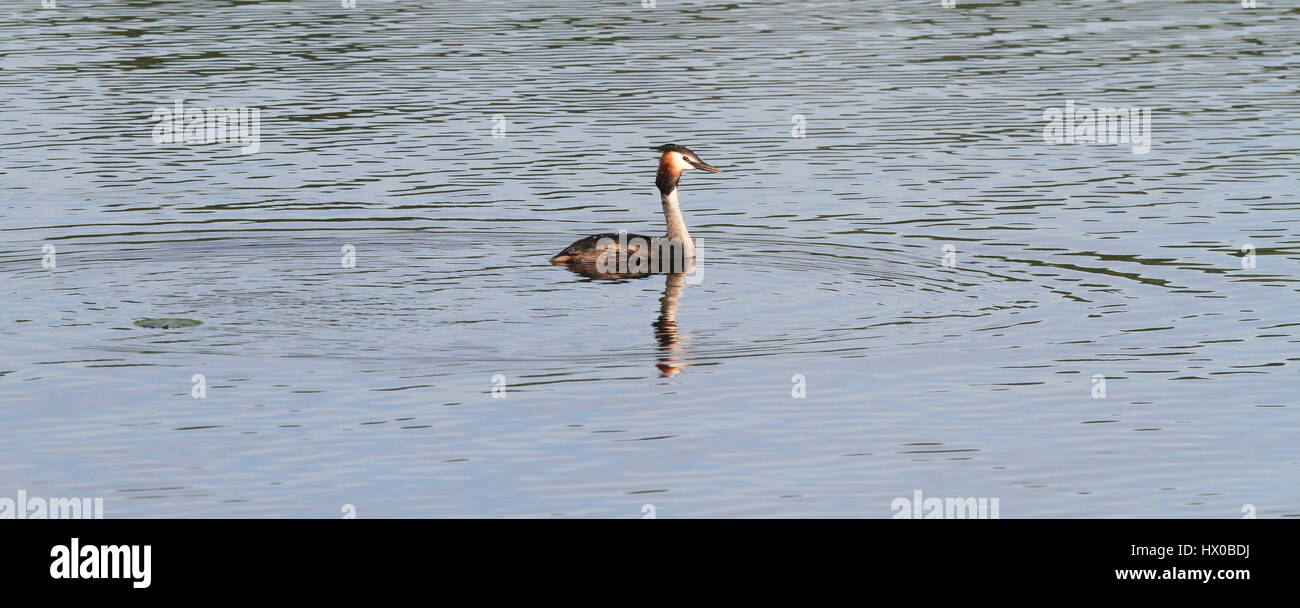 Uk freshwater diving bird hi-res stock photography and images - Alamy