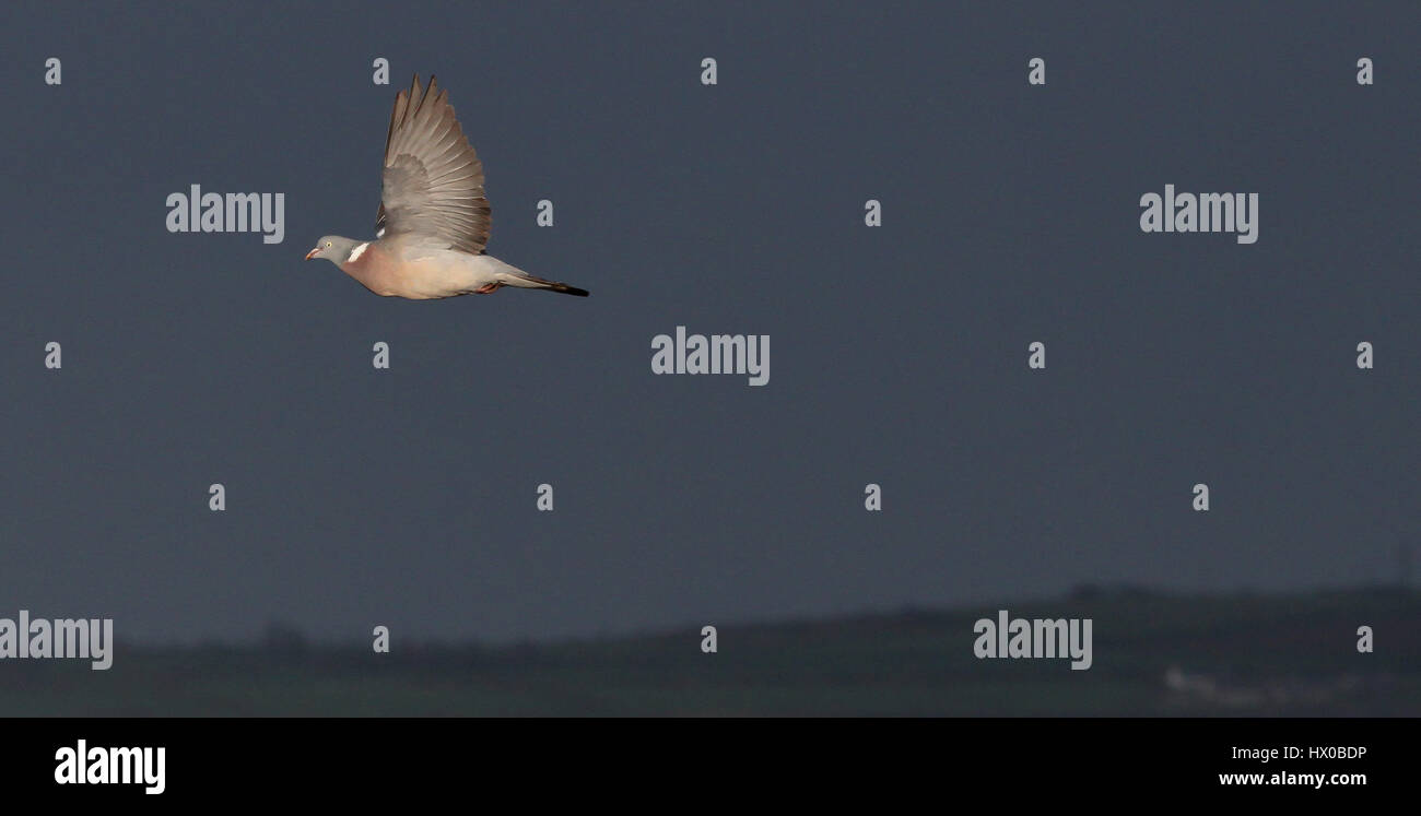 Woodpigeon in flight with raised wings in evening sunlight against a ...