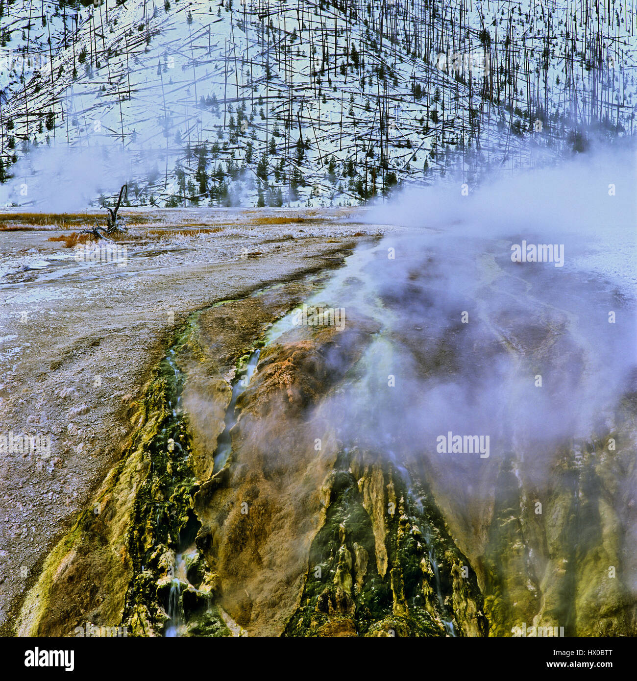 Noris yellowstone hi-res stock photography and images - Alamy