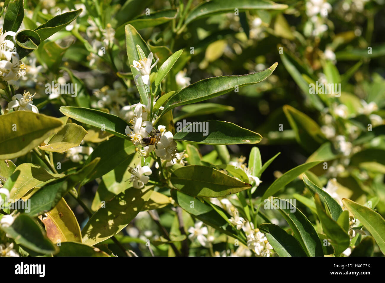 Tangerine tree hi-res stock photography and images - Alamy