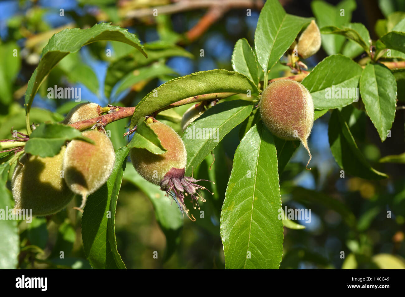 Summer peach orchard hi-res stock photography and images - Alamy