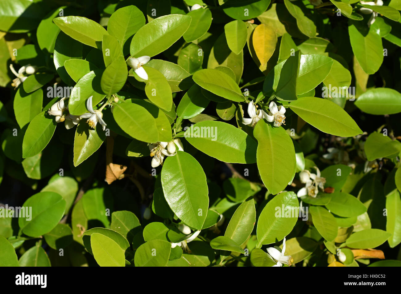 Tangerine tree flowers Stock Photo - Alamy