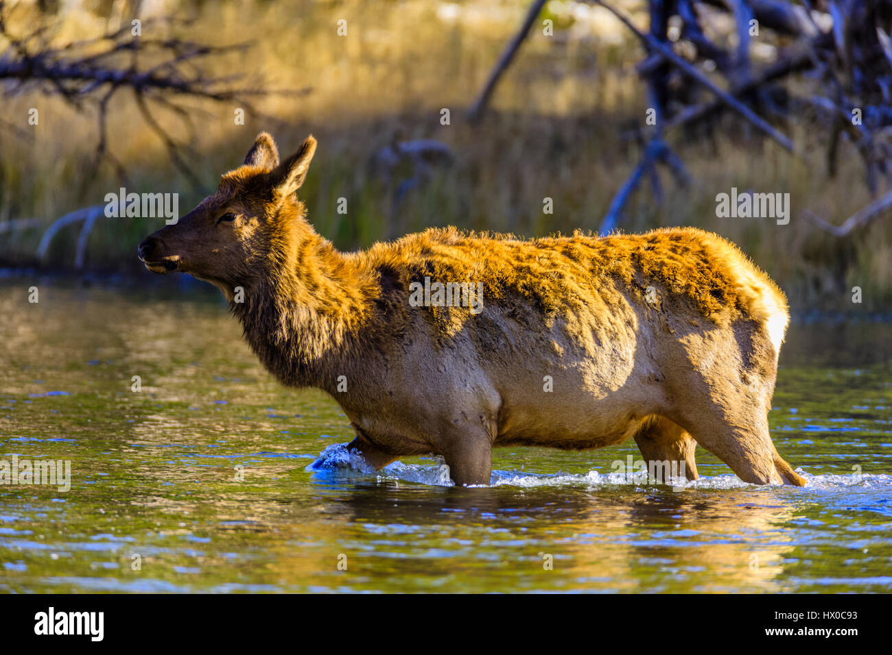 Elk river crossing in Yellowstone National Park Stock Photo - Alamy