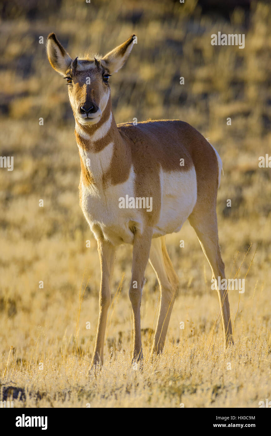 Pronghorn Antelope; Yellowstone Nat. Pk Stock Photo - Alamy