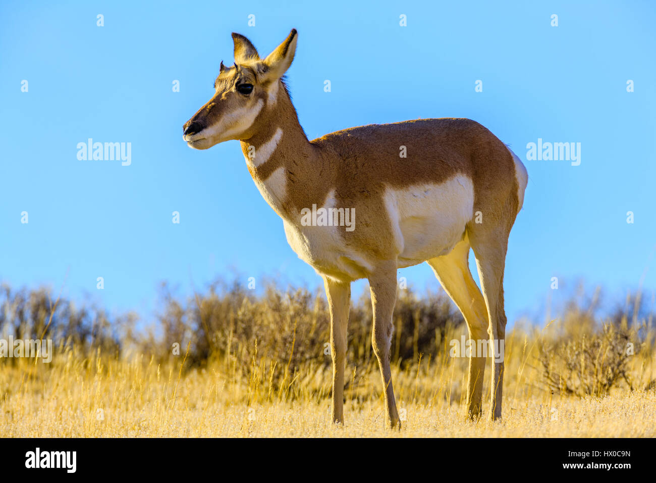 Pronghorn Antelope; Yellowstone Nat. Pk Stock Photo - Alamy