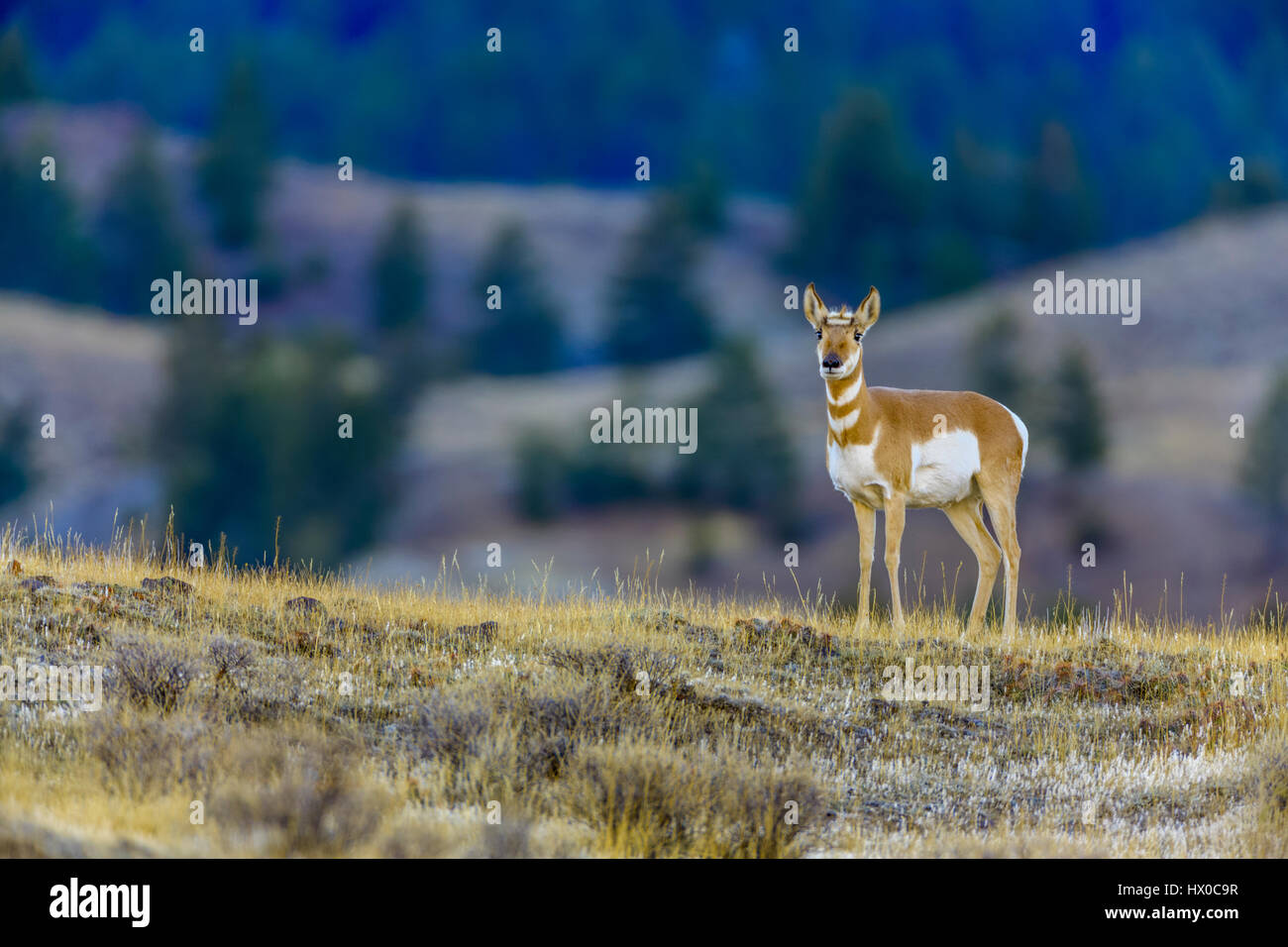 Pronghorn Antelope; Yellowstone Nat. Pk Stock Photo - Alamy